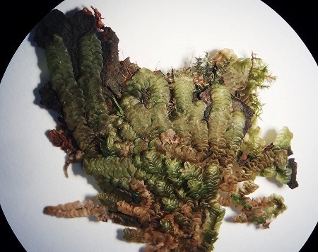 Archilejeunea polymorpha: 苔メモ