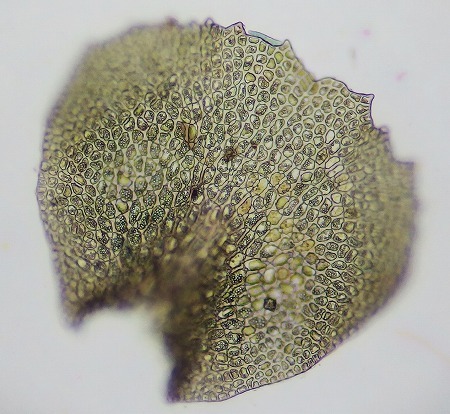 Archilejeunea polymorpha: 苔メモ